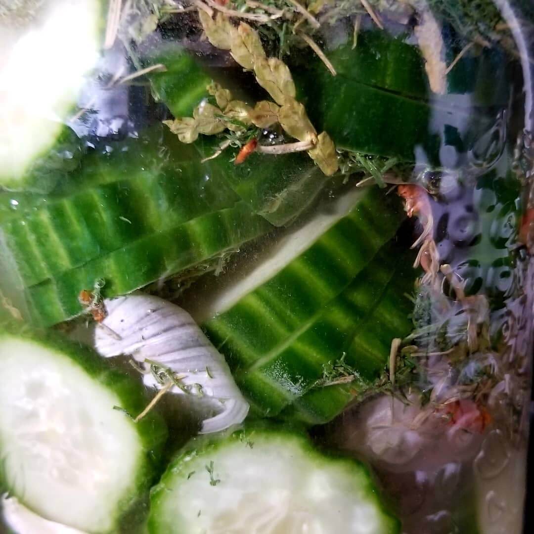 Solar Power Recipe: Spicy Evergreen Forest Pickles - Solar Power Health